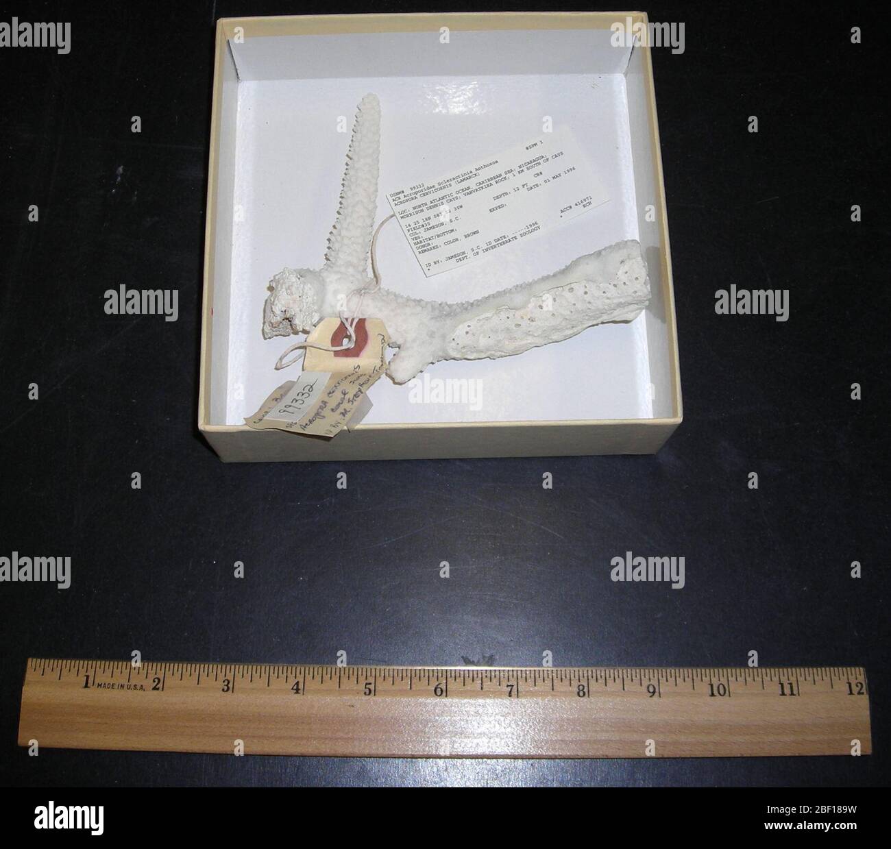 Mysis oculata hi-res stock photography and images - Alamy