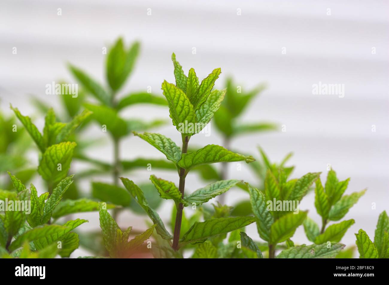 Close-up of the branches of a mint or spearmint plant, cultivated as an ...