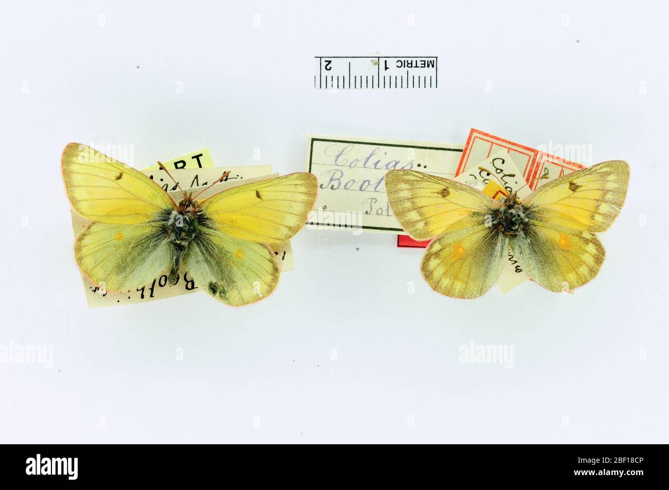 Boothii hi-res stock photography and images - Alamy