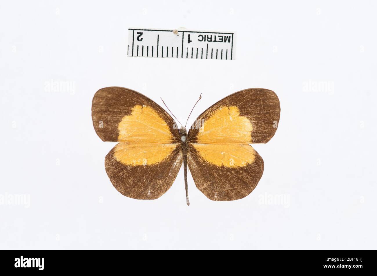 Eurema celebensis hi-res stock photography and images - Alamy