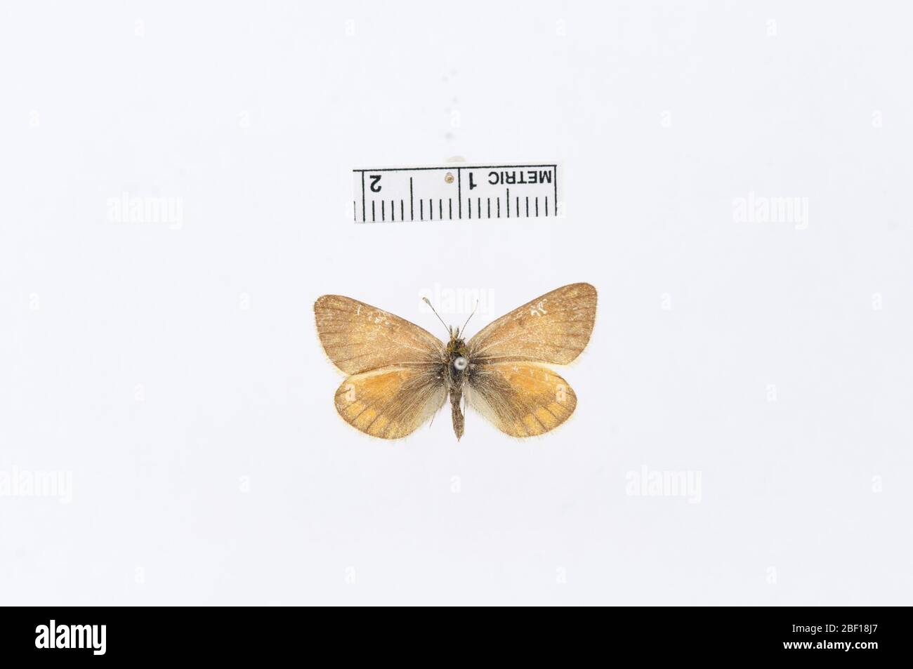 Nathalis plauta. 14 Jul 20161 Stock Photo - Alamy