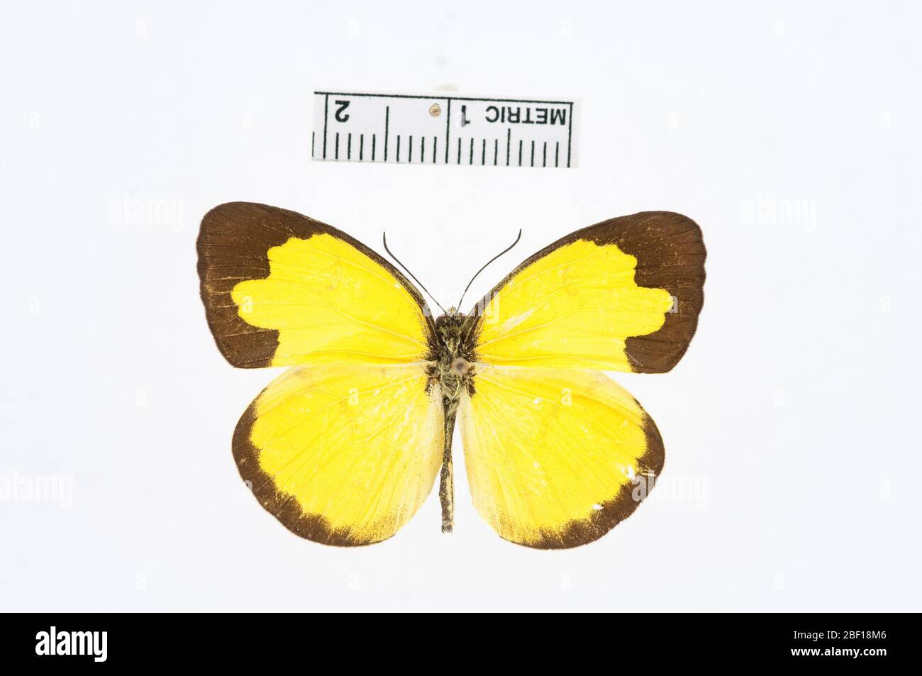 Andersoni hi-res stock photography and images - Alamy