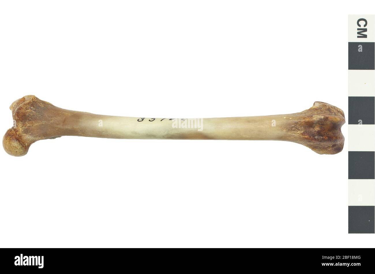 Red Fox. This object is part of the Education and Outreach collection ...