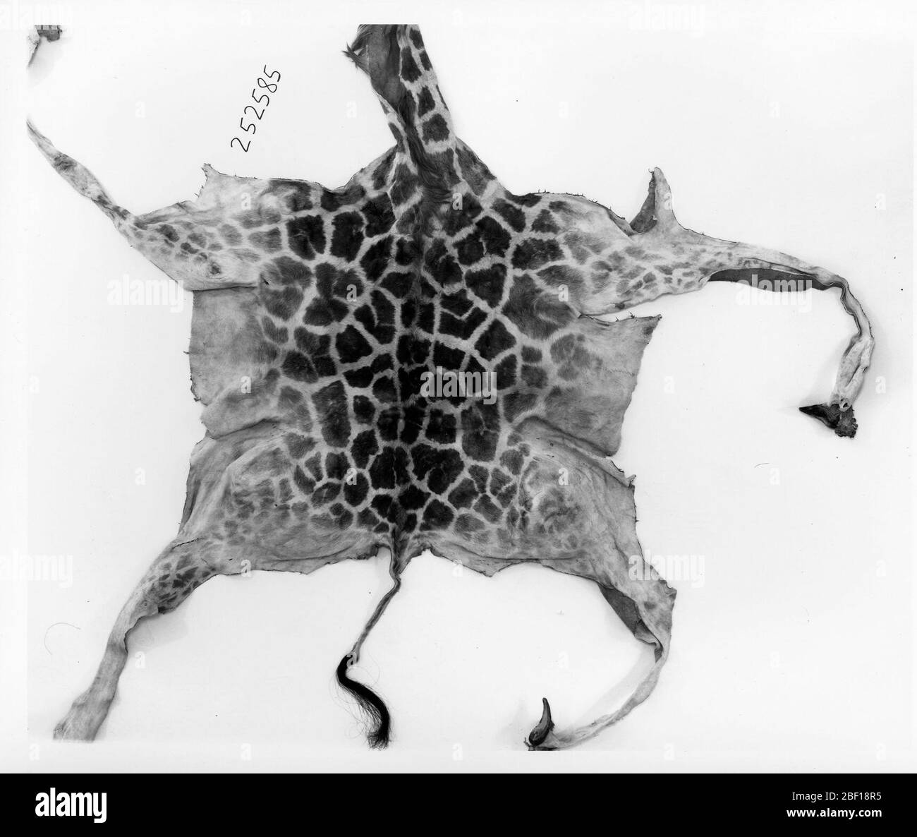 Giraffa camelopardalis Black and White Stock Photos & Images - Alamy