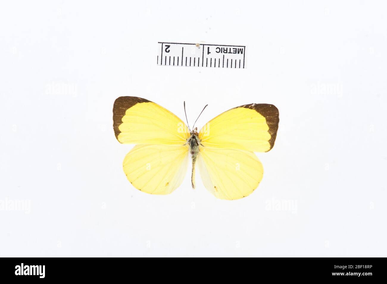 Pyrisitia leuce. 14 Jul 20161 Stock Photo - Alamy