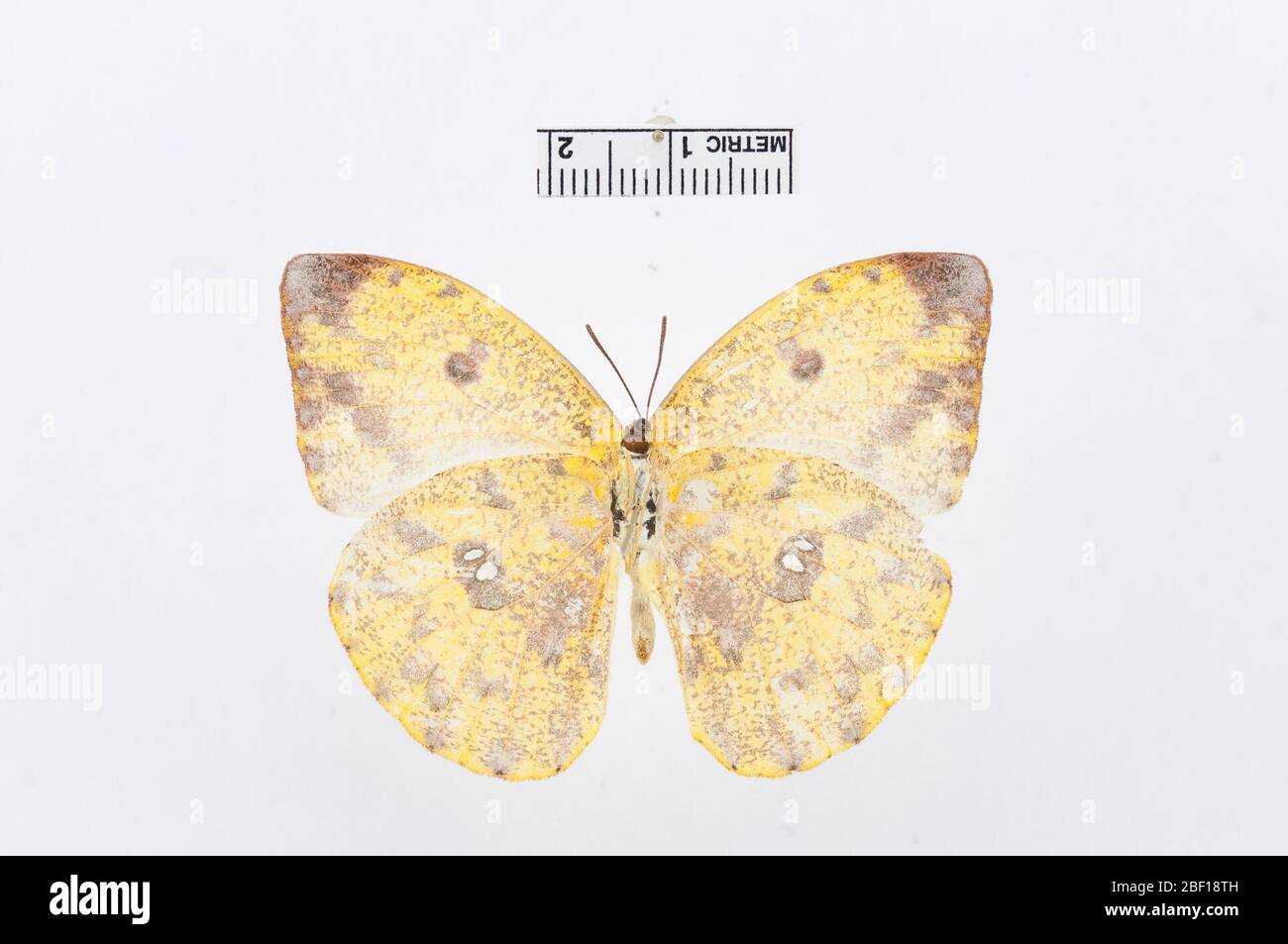 Phoebis argante hi-res stock photography and images - Alamy