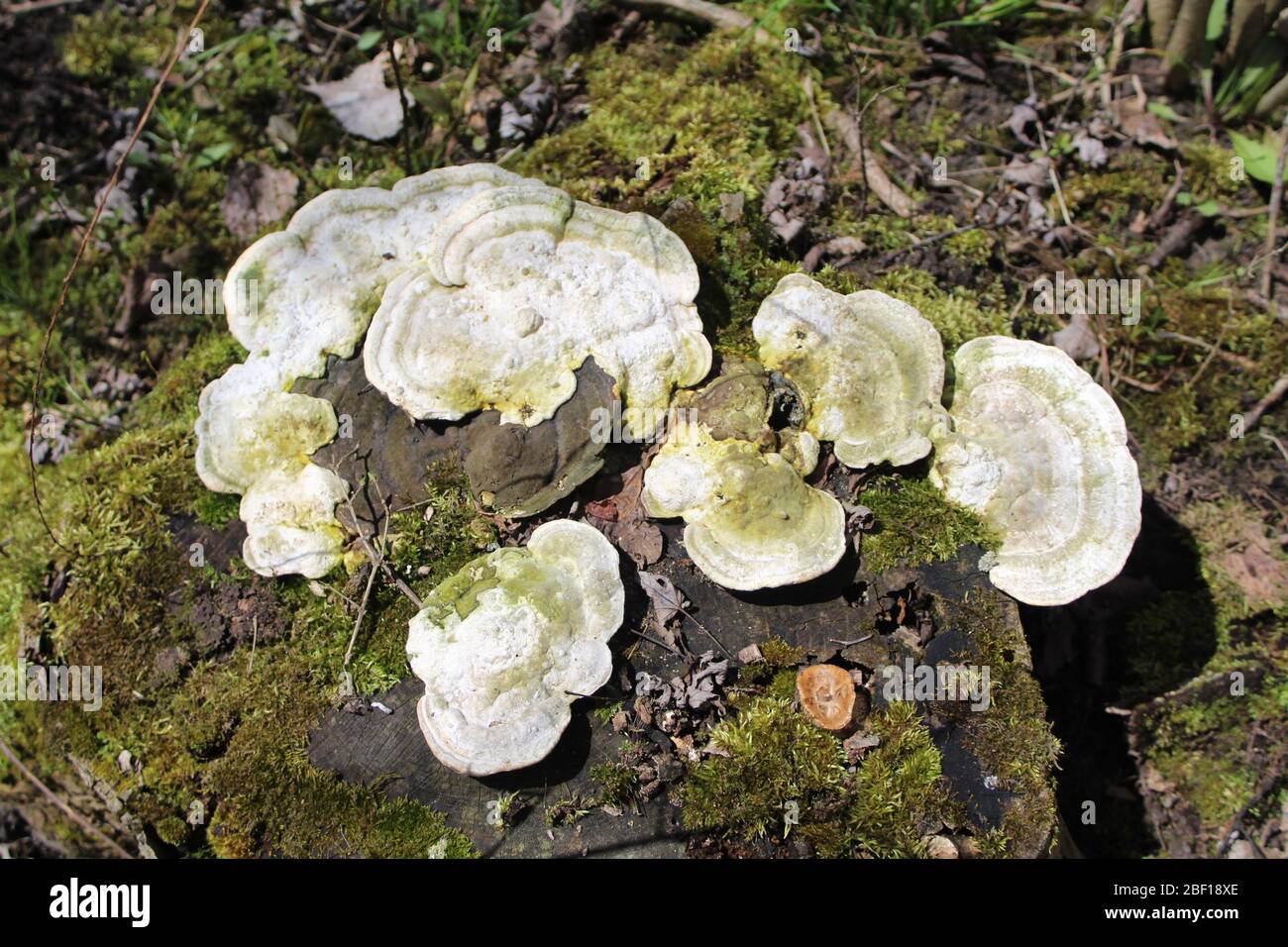 Artists conch mushrooms hi-res stock photography and images - Alamy
