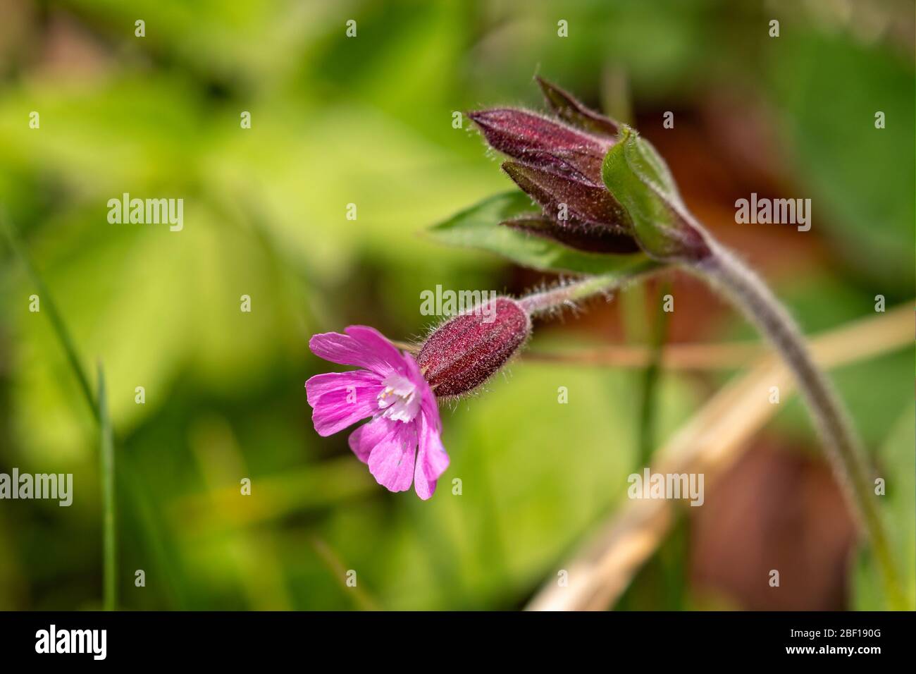 Close up of Red Campion hedgerow flower and stem Stock Photo - Alamy