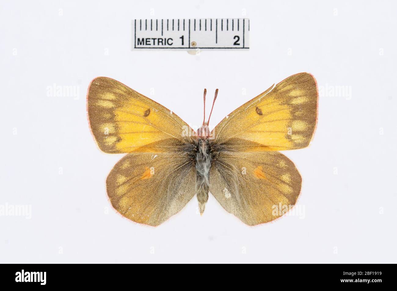 Colias hecla hi-res stock photography and images - Alamy