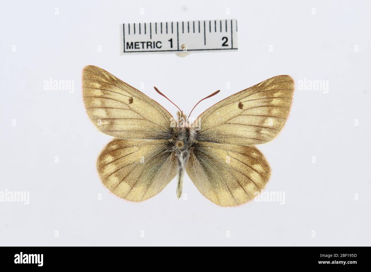 Colias ladakensis. 14 Jul 20161 Stock Photo - Alamy