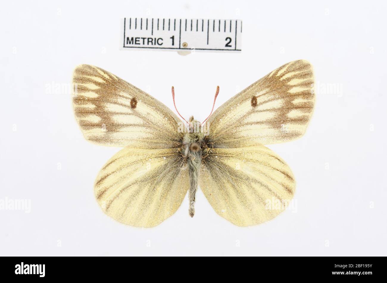 Colias sieversi. 14 Jul 20161 Stock Photo - Alamy