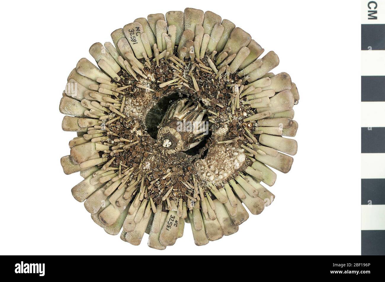Shingle urchin hi-res stock photography and images - Alamy