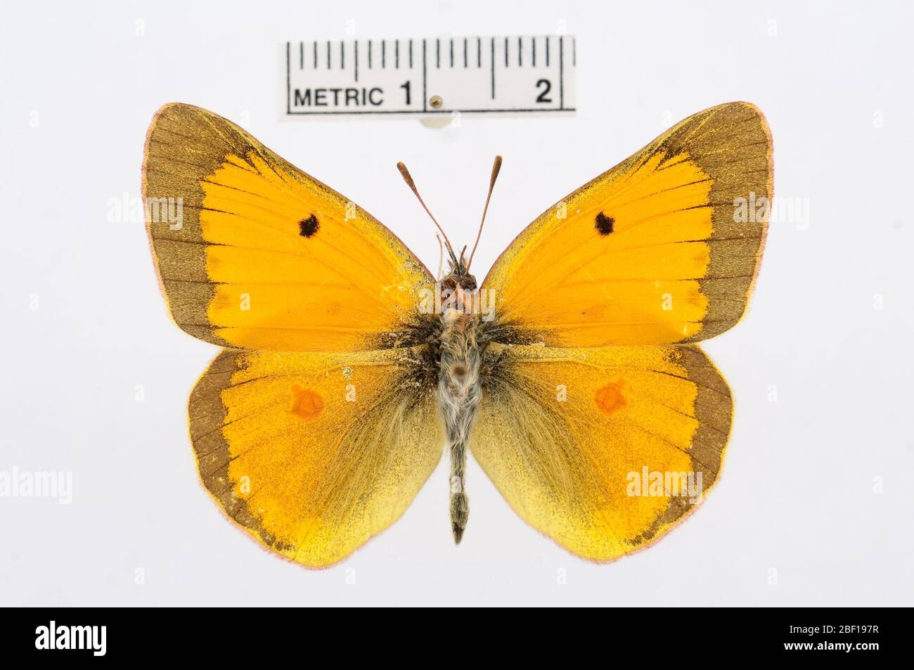 Colias staudingeri hi-res stock photography and images - Alamy