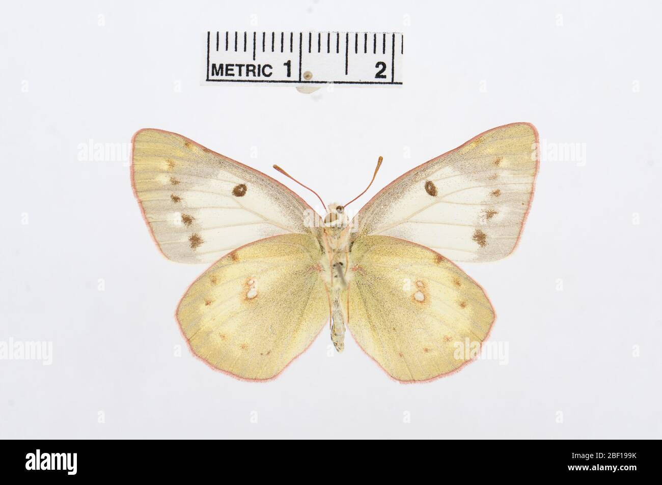 Zerene hi-res stock photography and images - Alamy