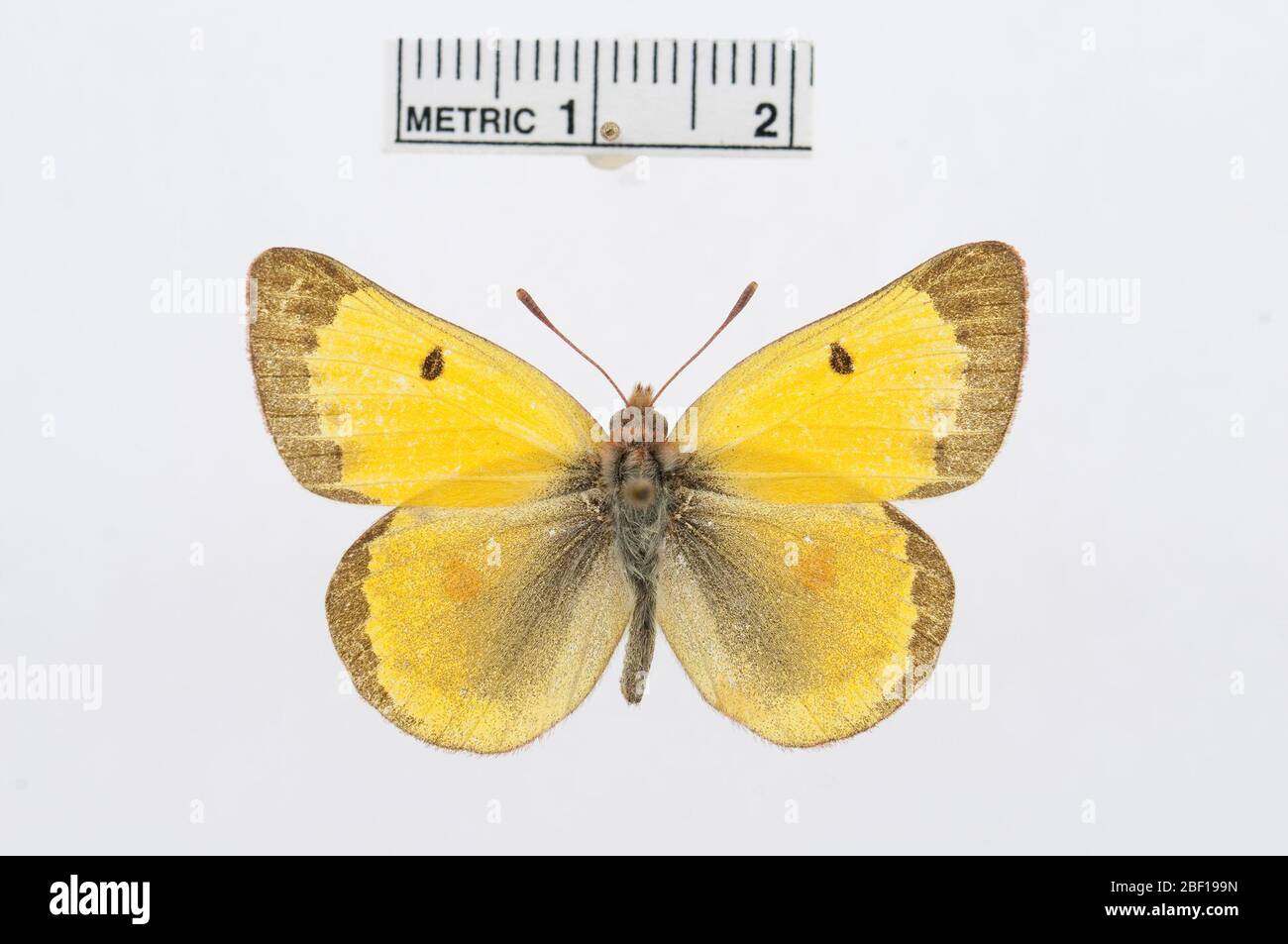 Romanovi hi-res stock photography and images - Alamy