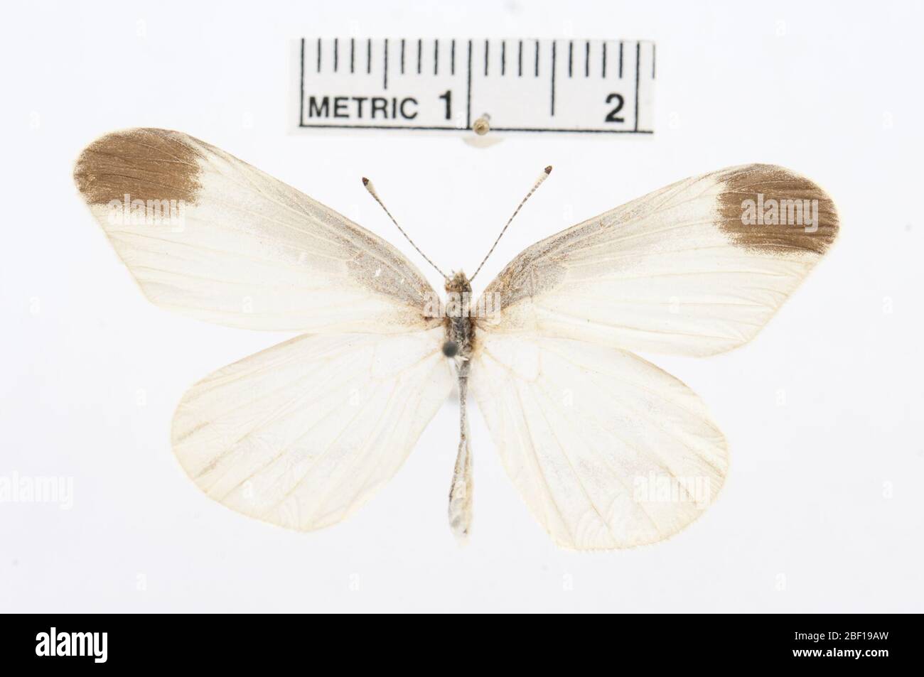 Leptidea gigantea hi-res stock photography and images - Alamy