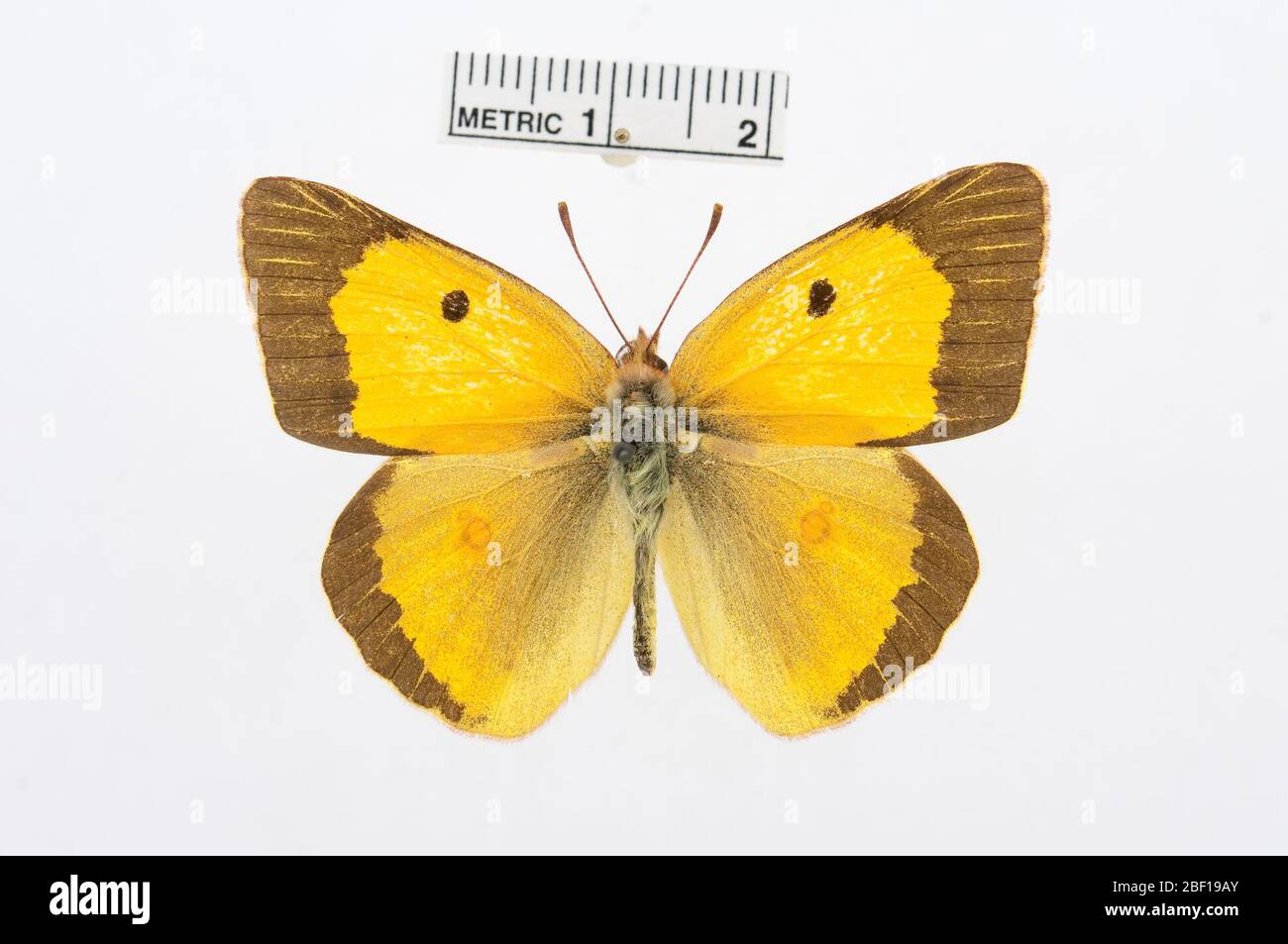 Colias fieldii. 14 Jul 20161 Stock Photo - Alamy