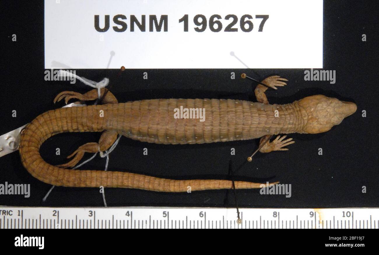 Proctoporus hi-res stock photography and images - Alamy