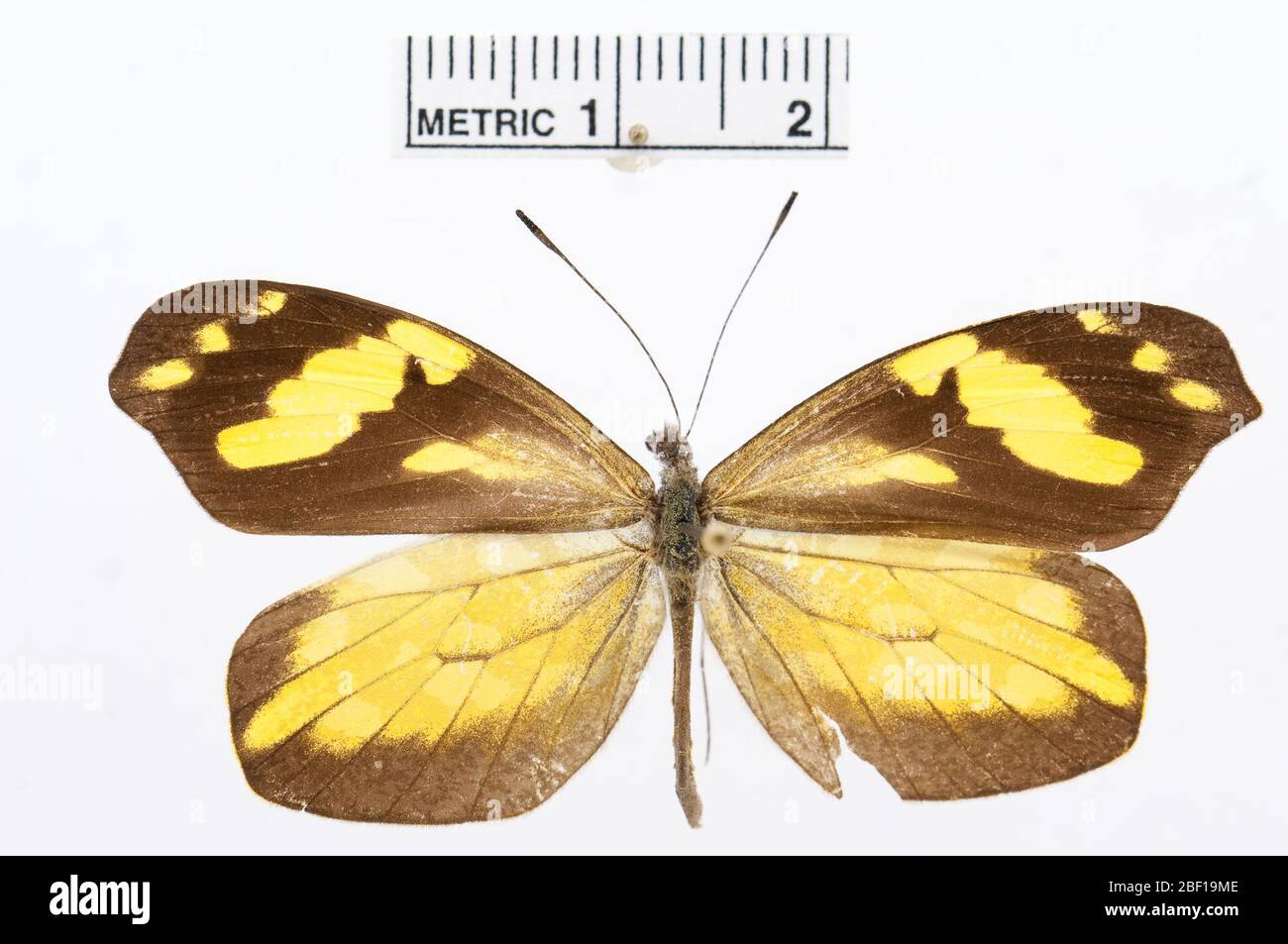 Dismorphia hi-res stock photography and images - Alamy