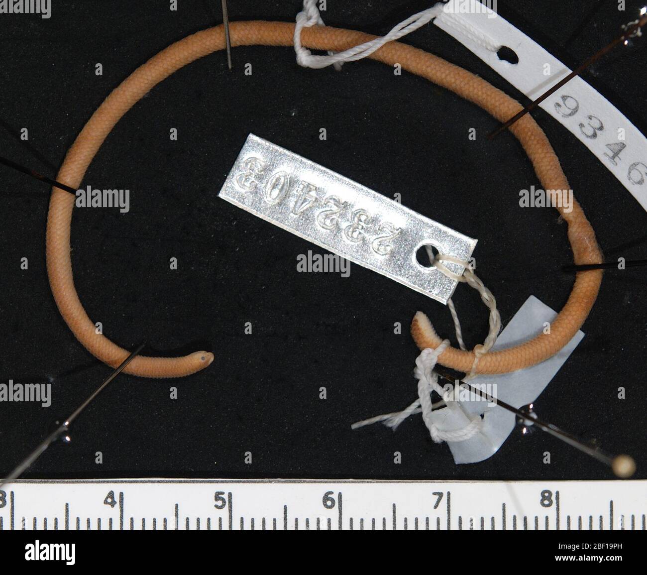 Signata hi-res stock photography and images - Alamy