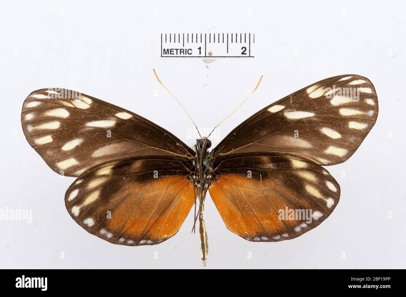 Patia cordillera hi-res stock photography and images - Alamy