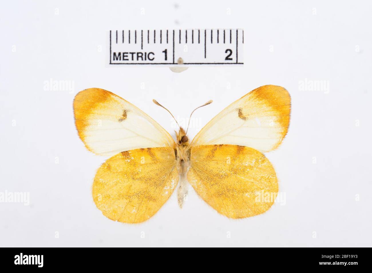 Belia hi-res stock photography and images - Alamy