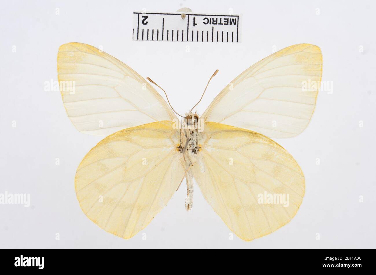 Leucothea hi-res stock photography and images - Alamy