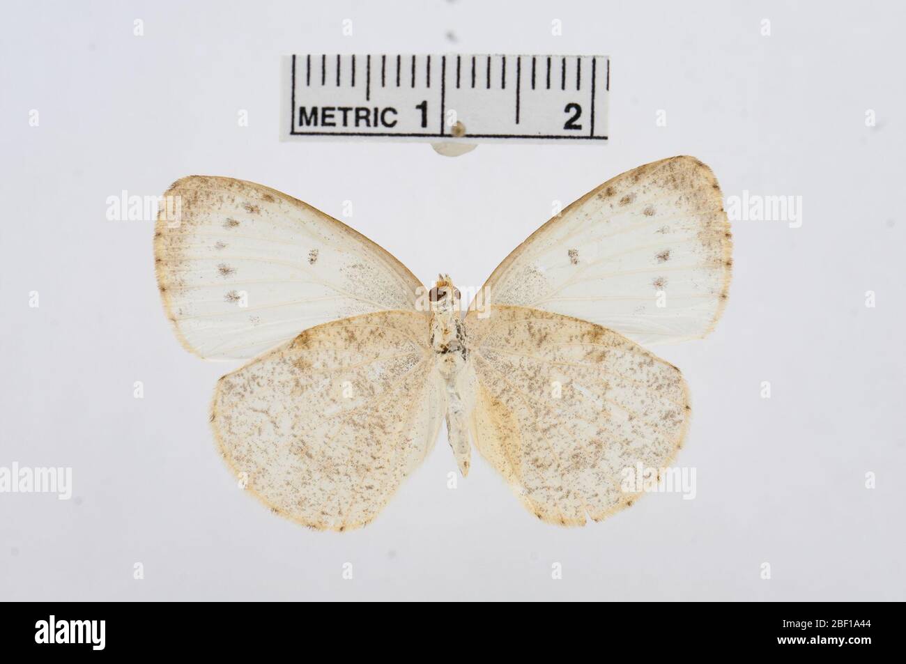 Colotis venosa hi-res stock photography and images - Alamy
