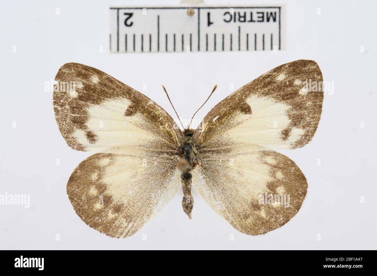 Colotis amata hi-res stock photography and images - Alamy