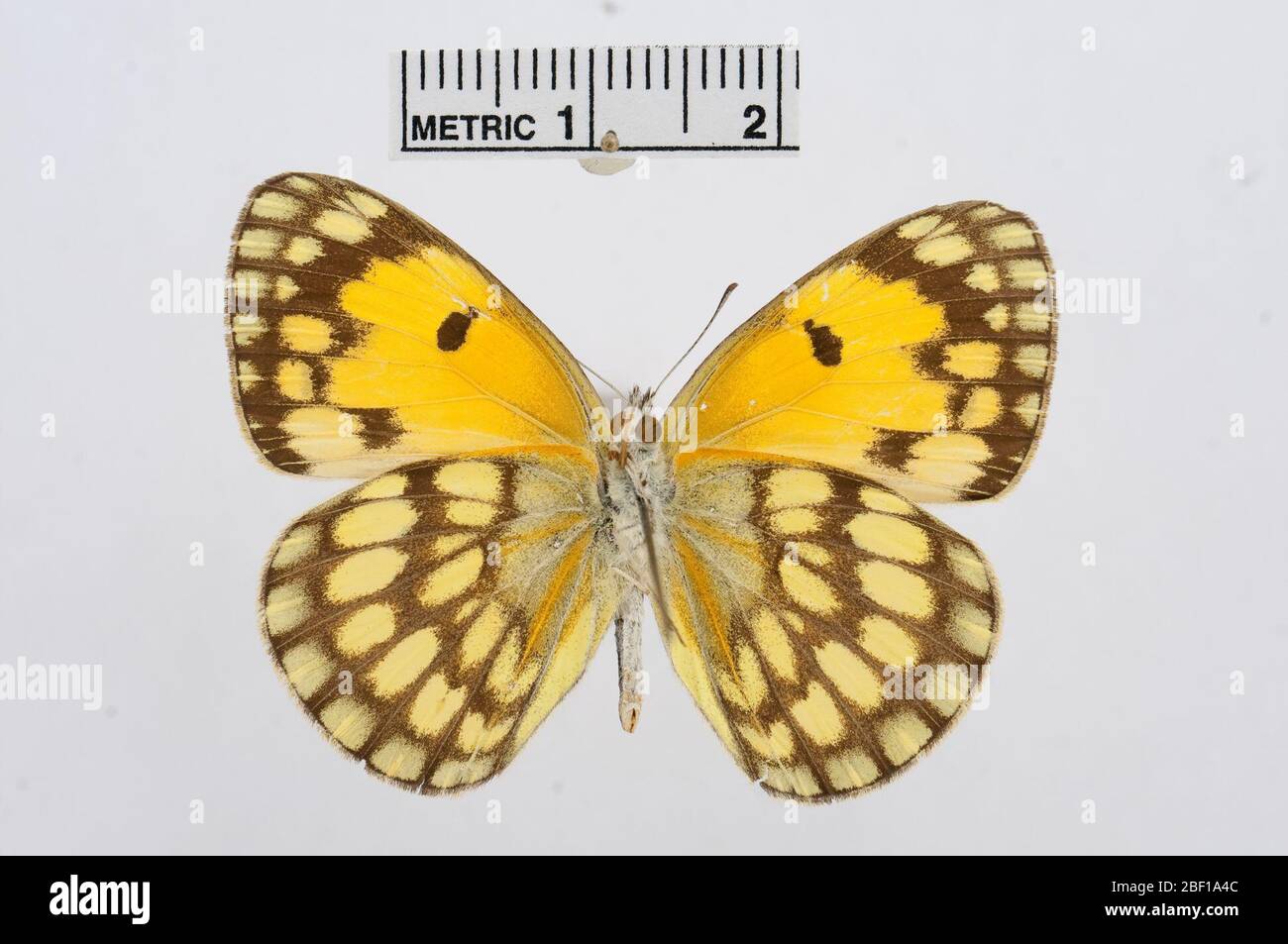 Colotis vesta hi-res stock photography and images - Alamy