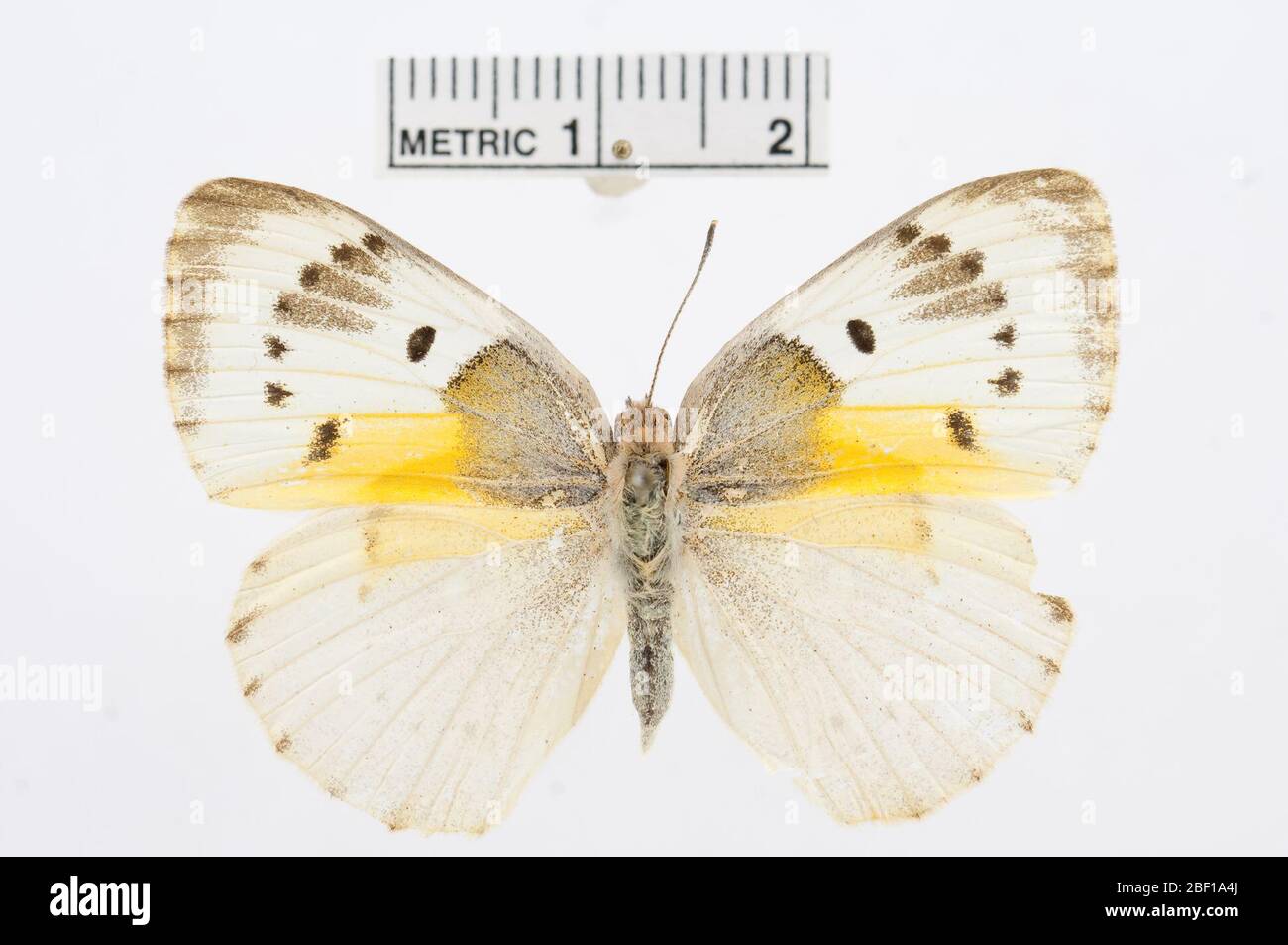 Colotis halimede. 14 Jul 20161 Stock Photo - Alamy