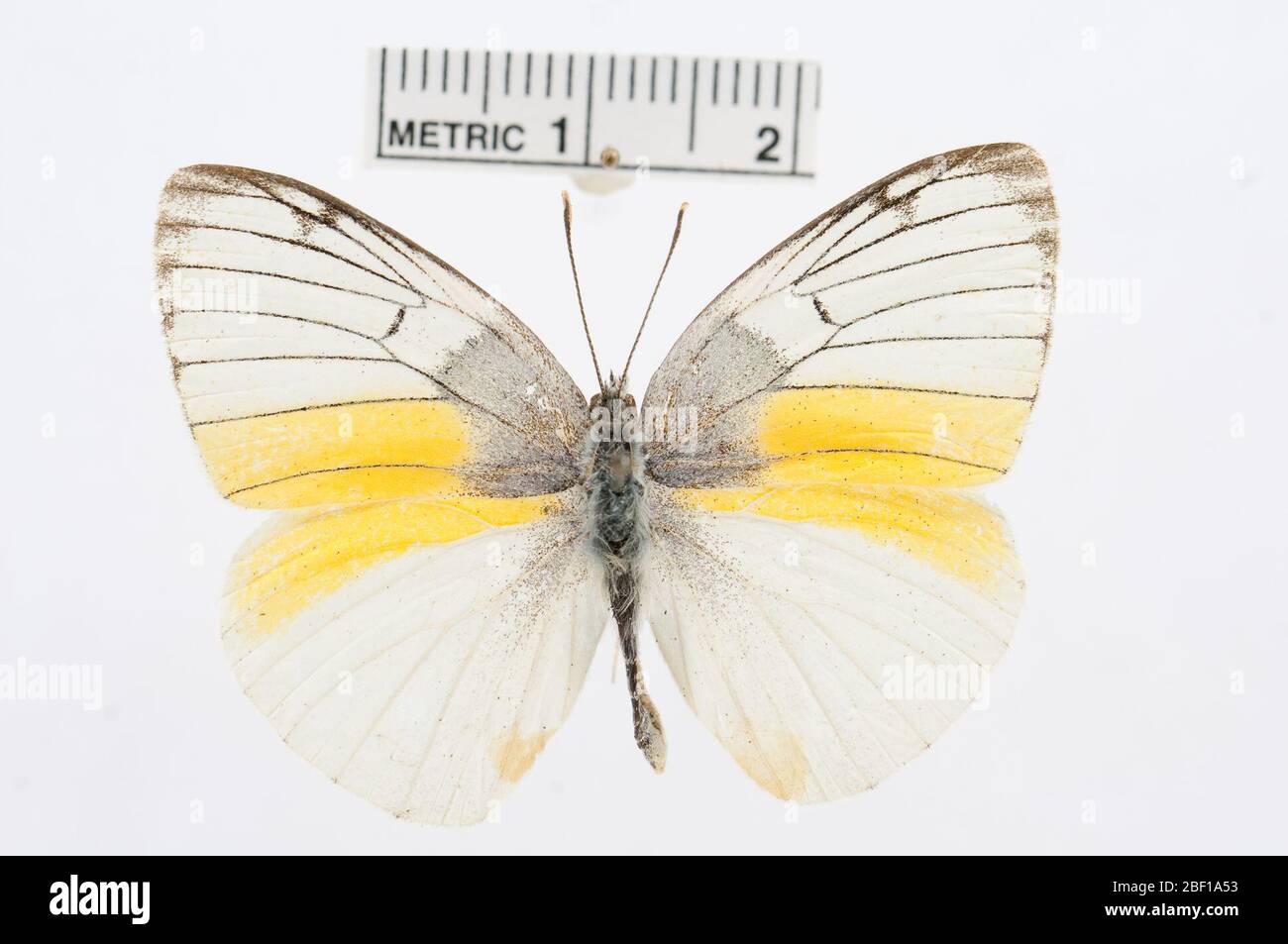 Halimede hi-res stock photography and images - Alamy