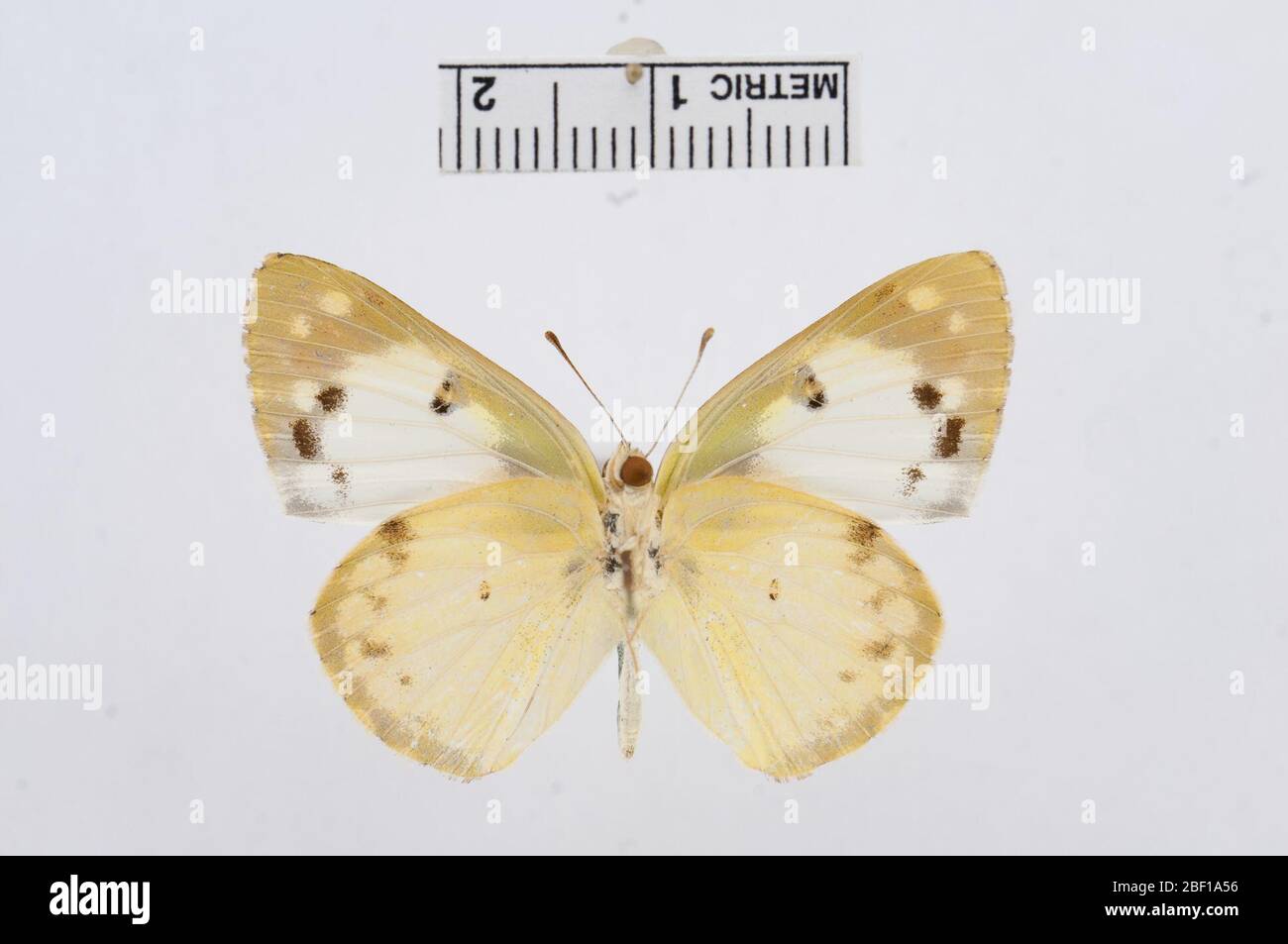 Vestalis hi-res stock photography and images - Alamy