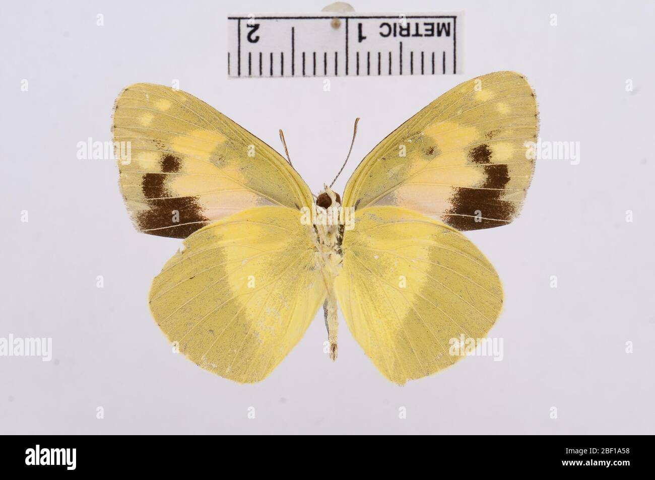 Phisadia hi-res stock photography and images - Alamy