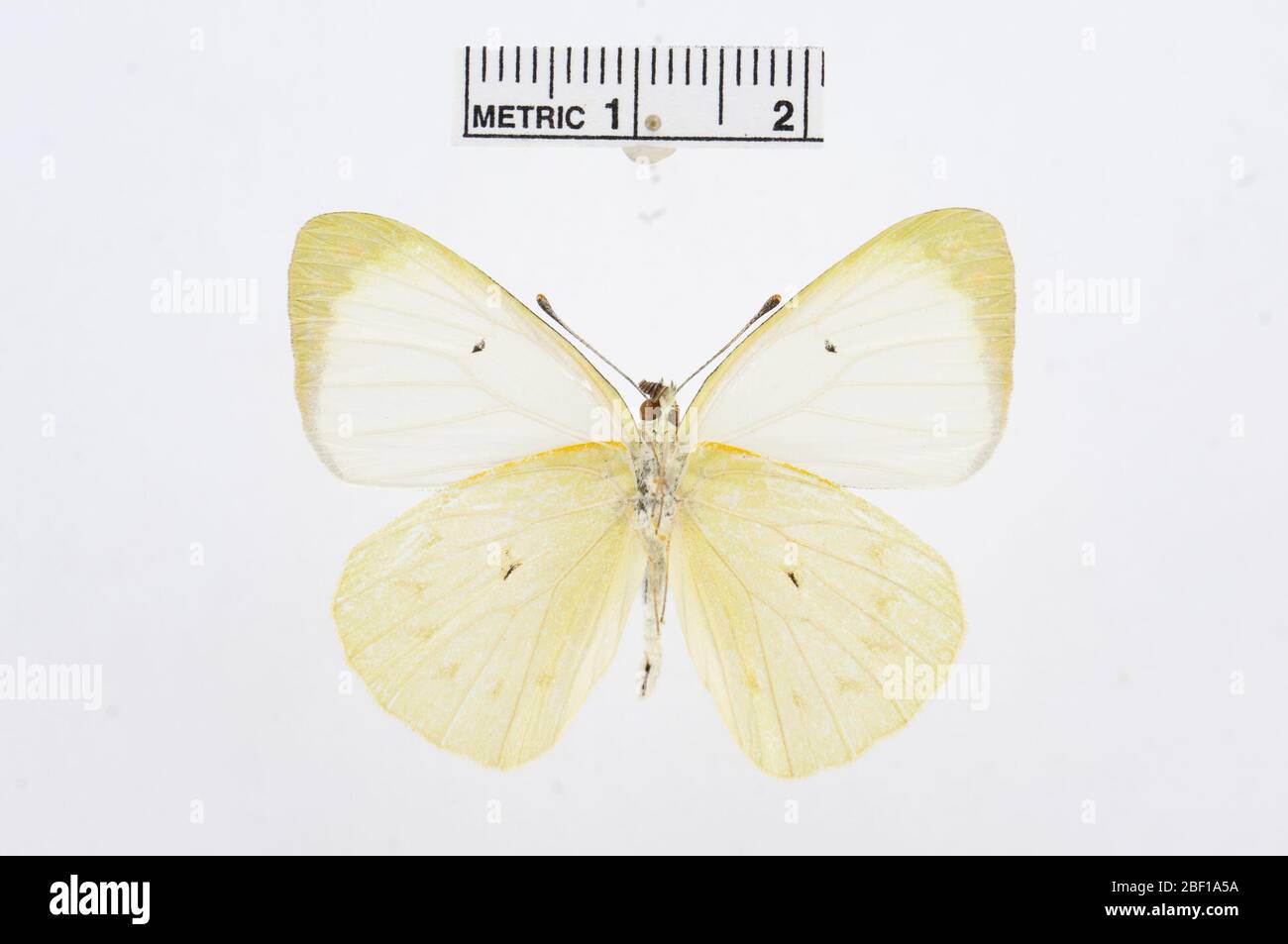 Colotis elgonensis hi-res stock photography and images - Alamy