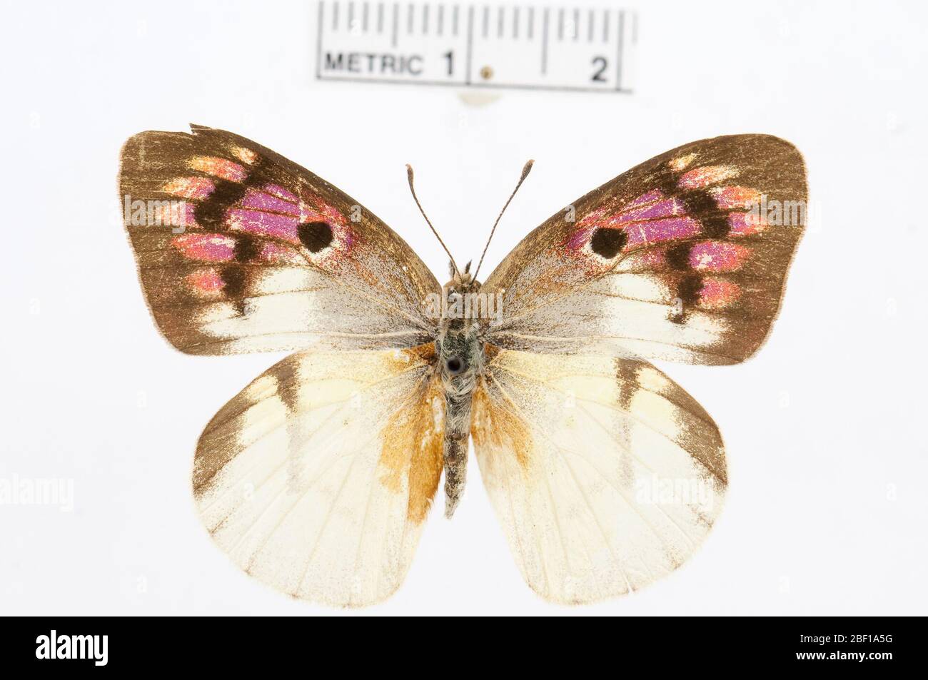 Zoe colotis hi-res stock photography and images - Alamy