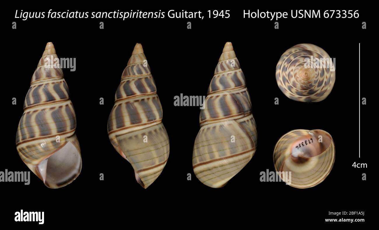 Liguus fasciatus hi-res stock photography and images - Alamy