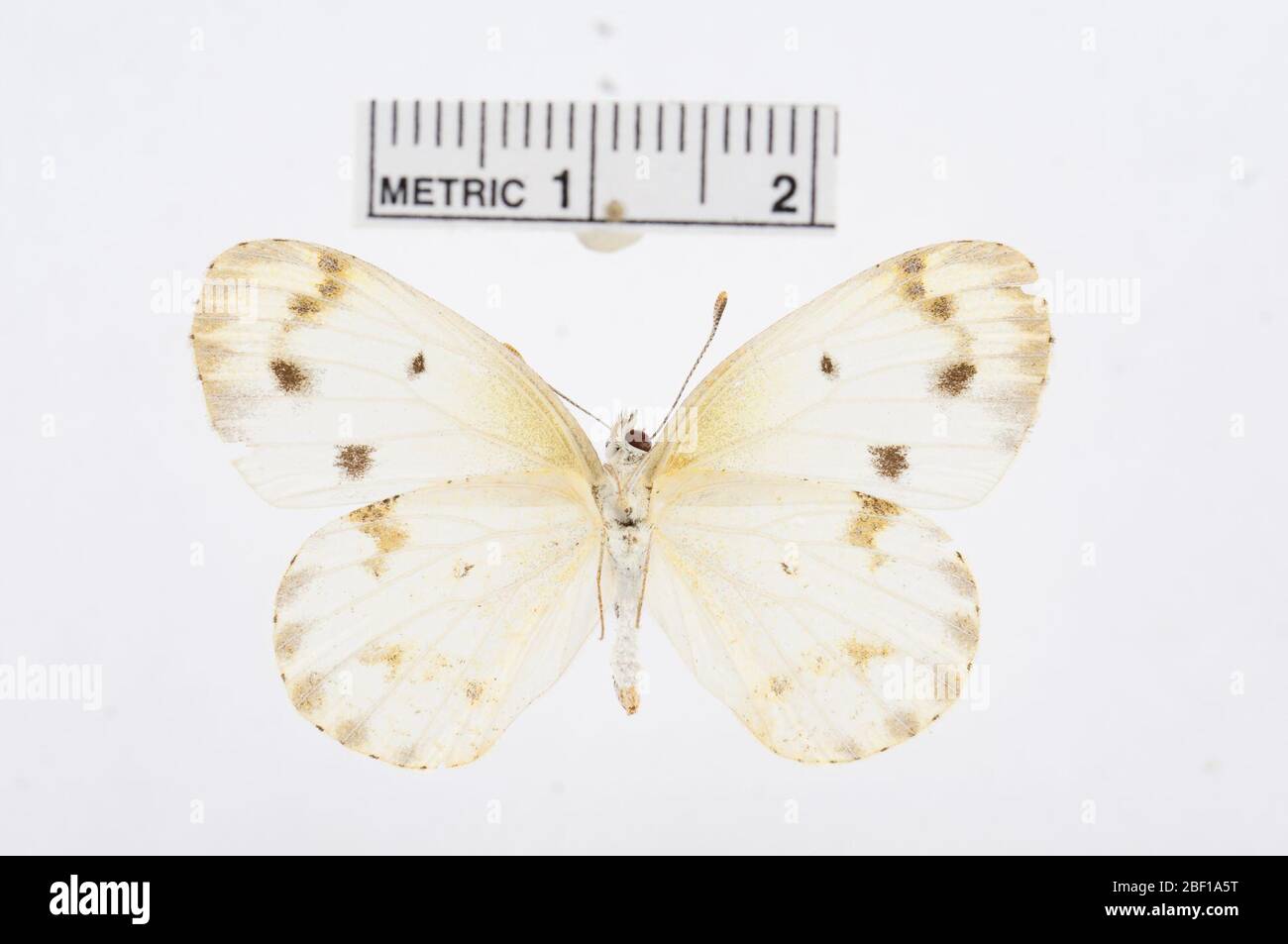Colotis aurora hi-res stock photography and images - Alamy