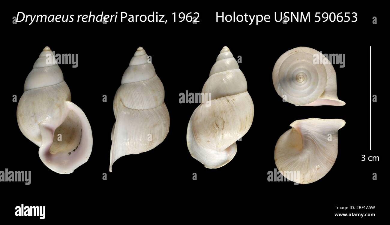 Drymaeus High Resolution Stock Photography and Images - Alamy