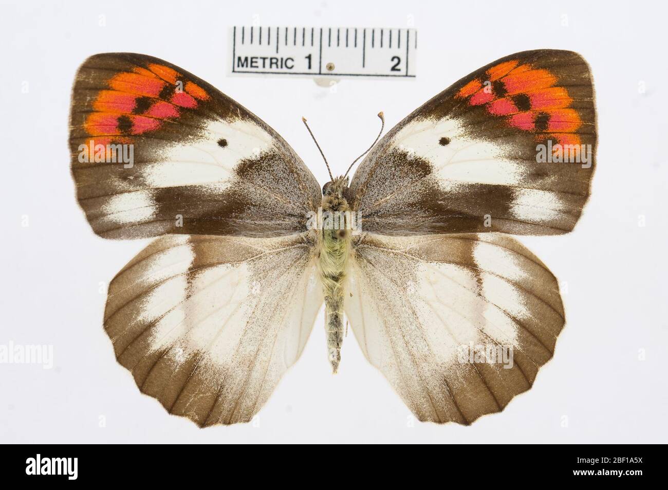 Colotis ione hi-res stock photography and images - Alamy