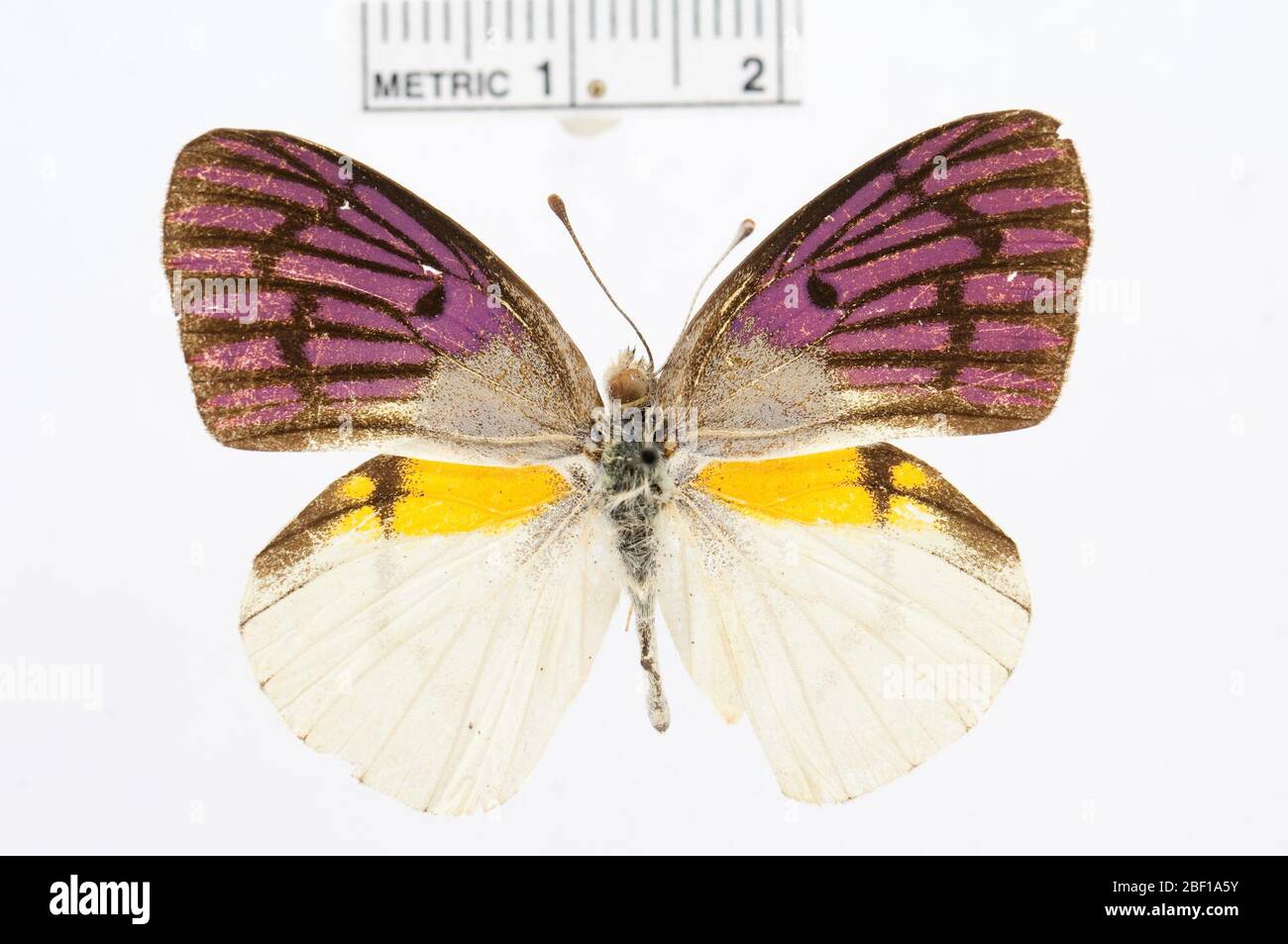 Zoe colotis hi-res stock photography and images - Alamy