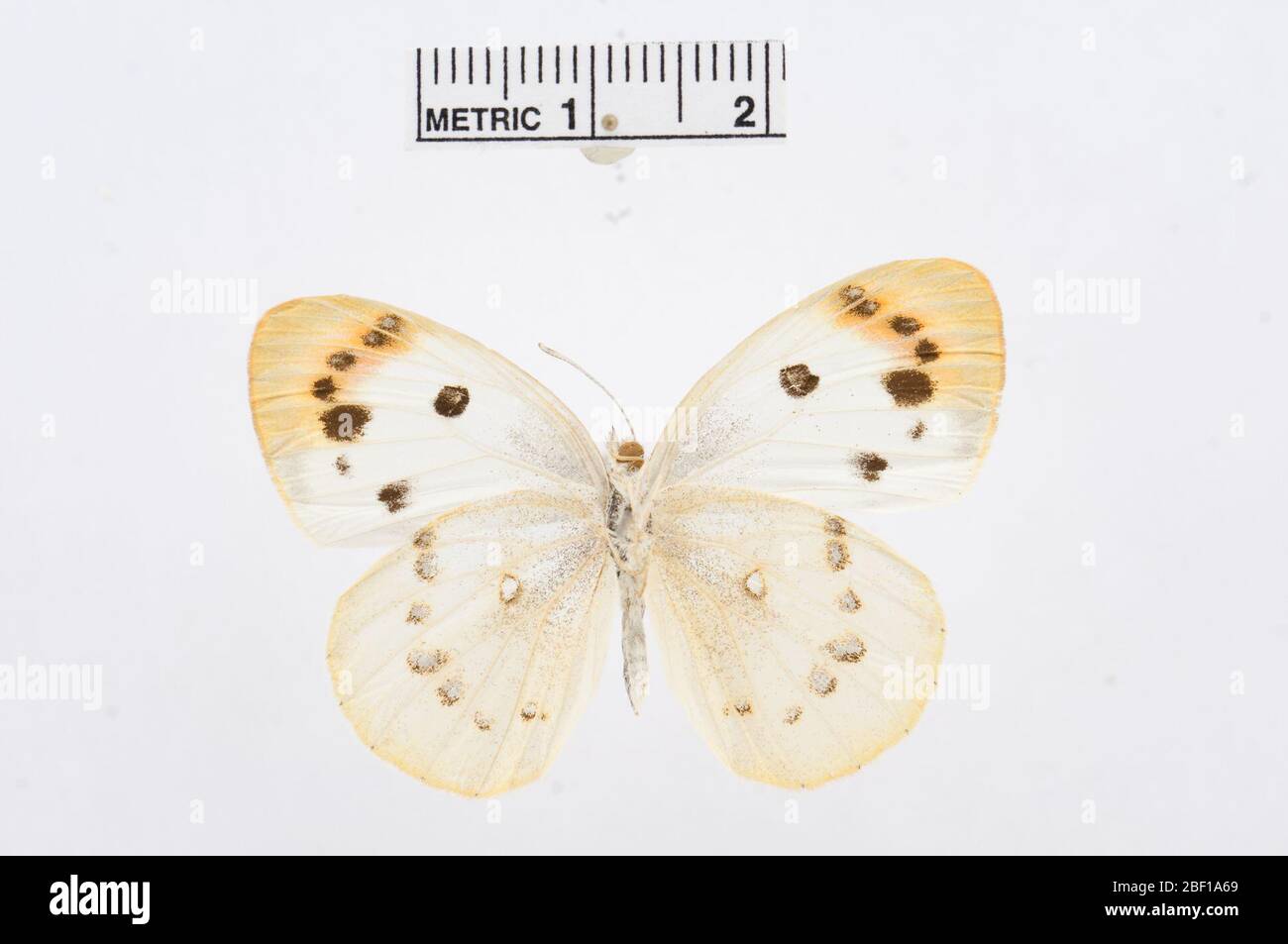 Colotis guenei hi-res stock photography and images - Alamy