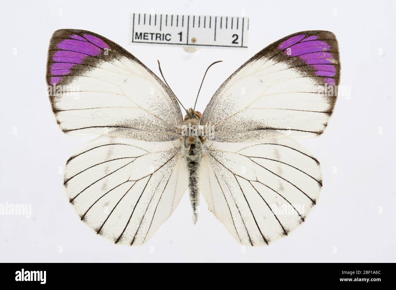 Colotis Ione High Resolution Stock Photography and Images - Alamy