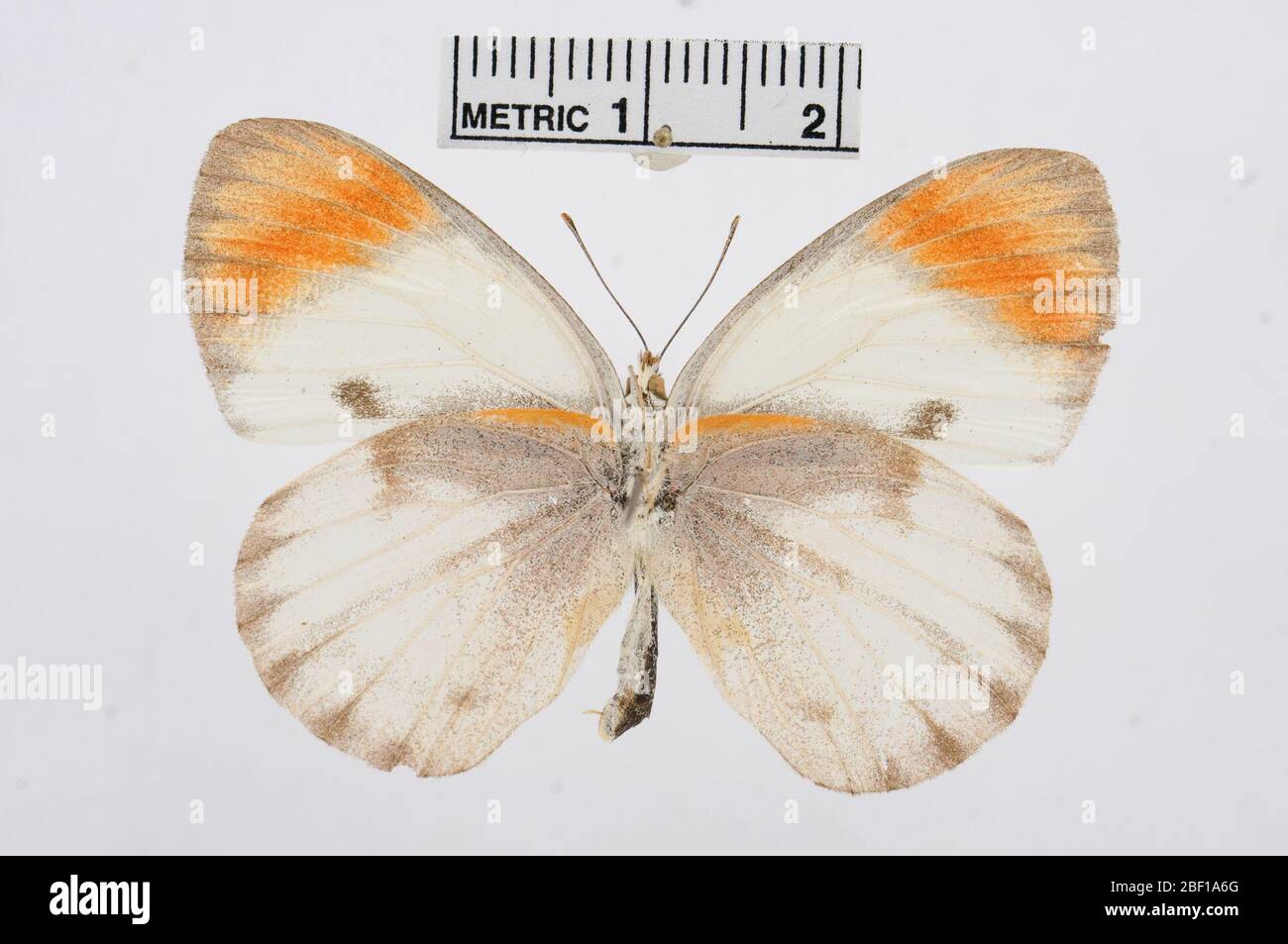 Colotis evenina hi-res stock photography and images - Alamy