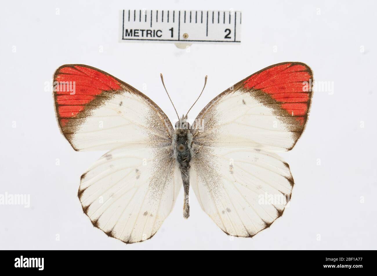 Colotis danae hi-res stock photography and images - Alamy