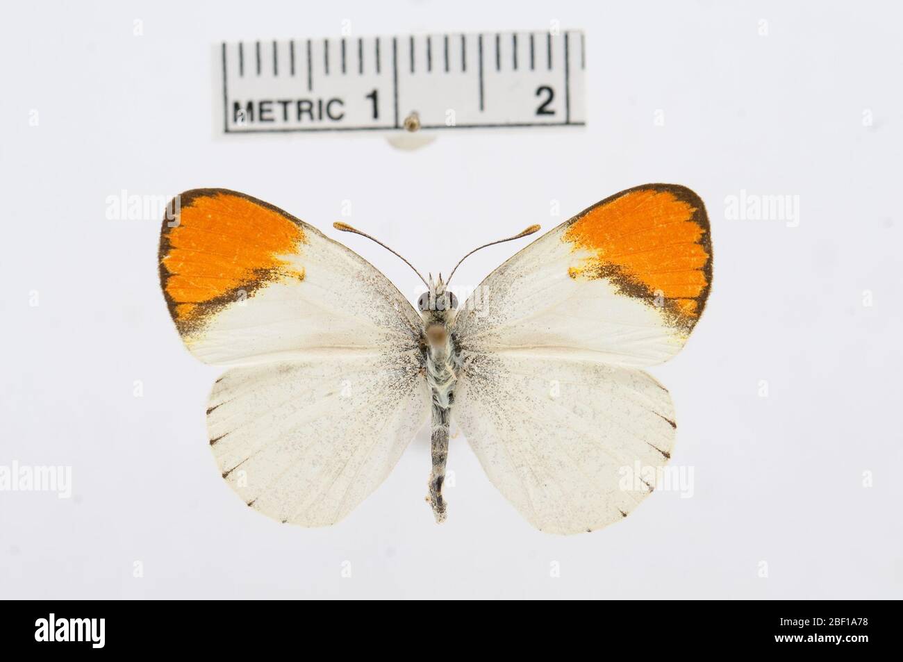 Species distribution patterns hi-res stock photography and images - Alamy