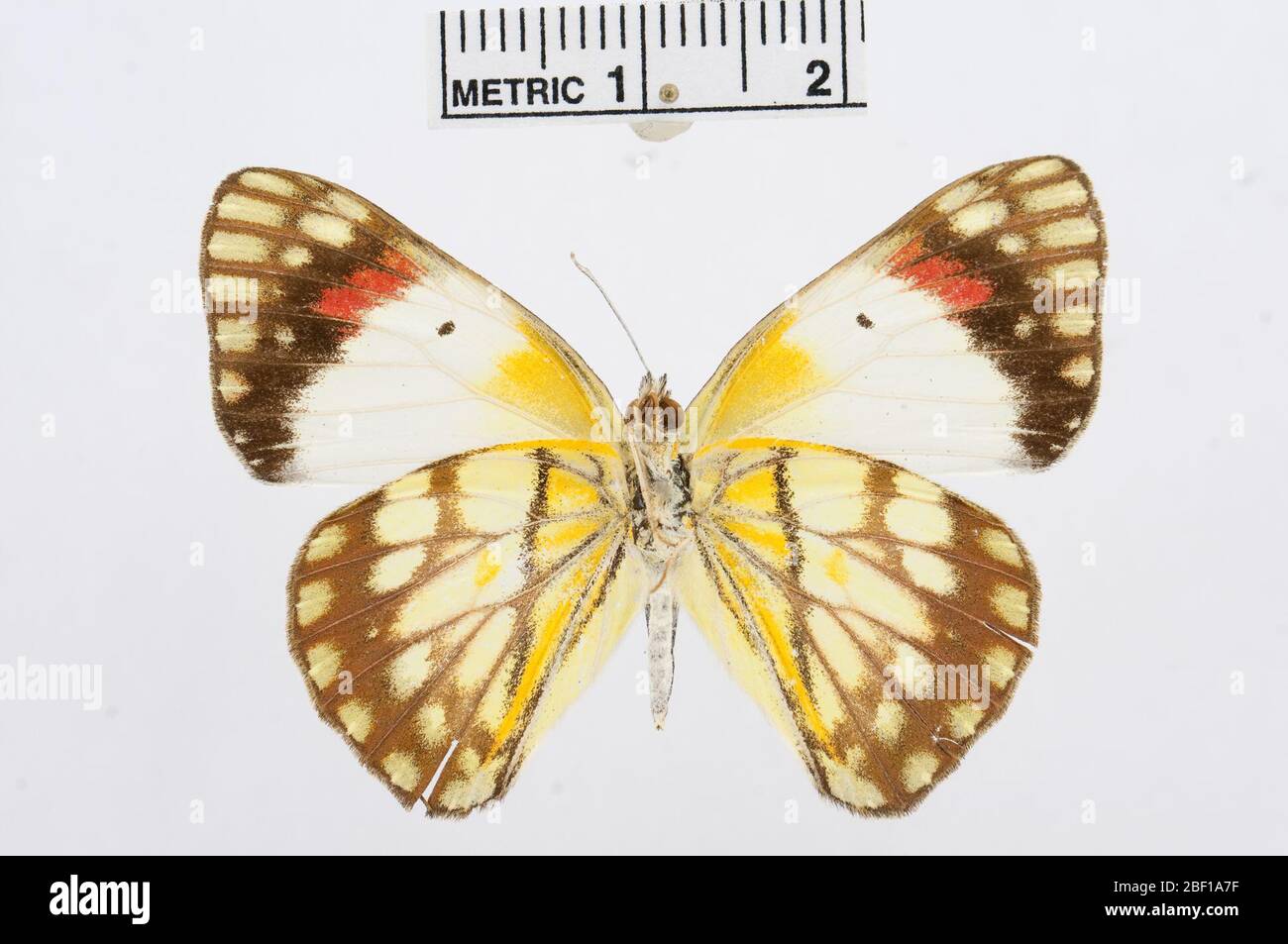 Celimene hi-res stock photography and images - Alamy