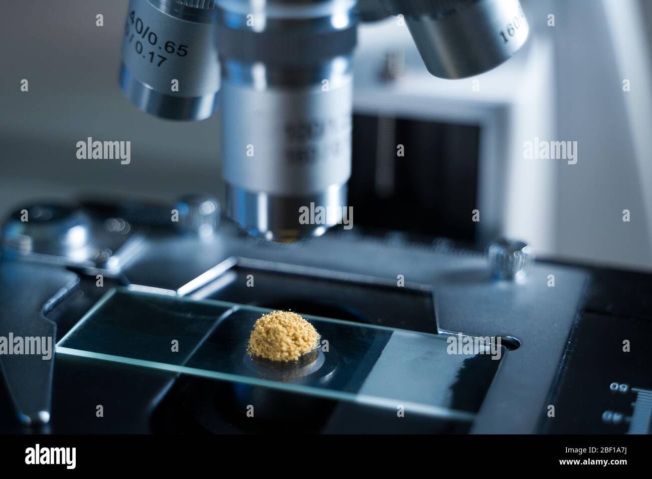 Close-up shot of Laboratory microscope with mold (aspergillus) sample ...