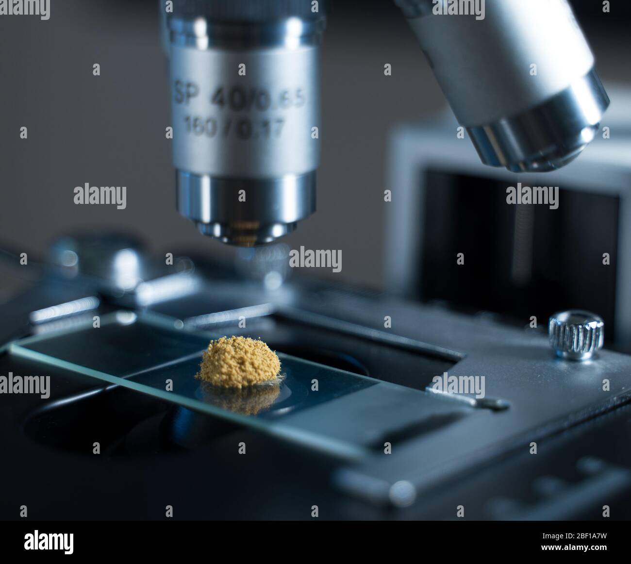 Close-up shot of Laboratory microscope with mold (aspergillus) sample ...