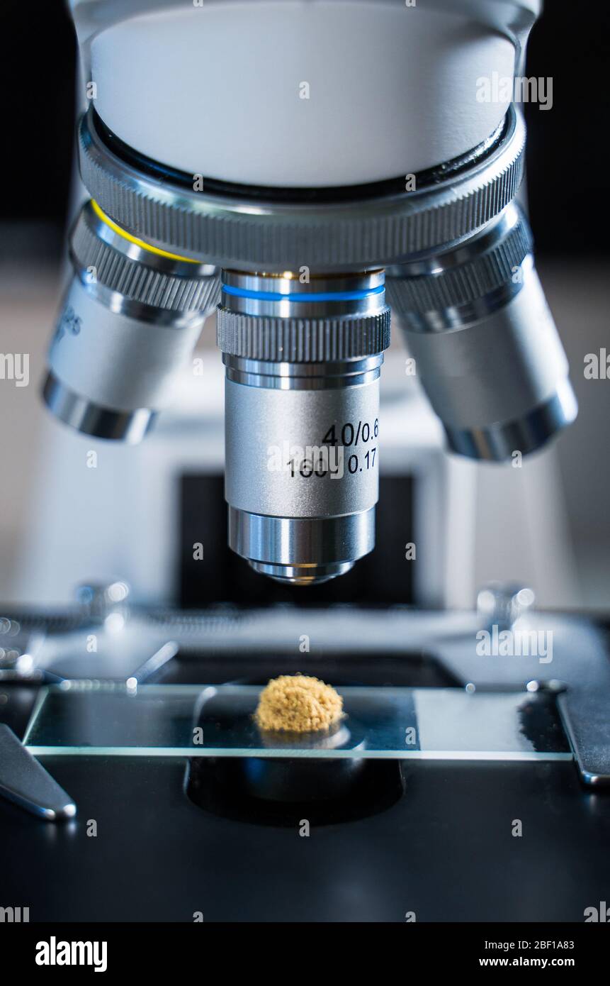 Close-up shot of Laboratory microscope with mold (aspergillus) sample ...